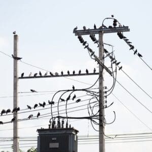 Why Birds Don't Get Electrocuted on Power Lines