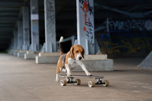 The Real Meaning Behind The Weirdest Things Dogs Do