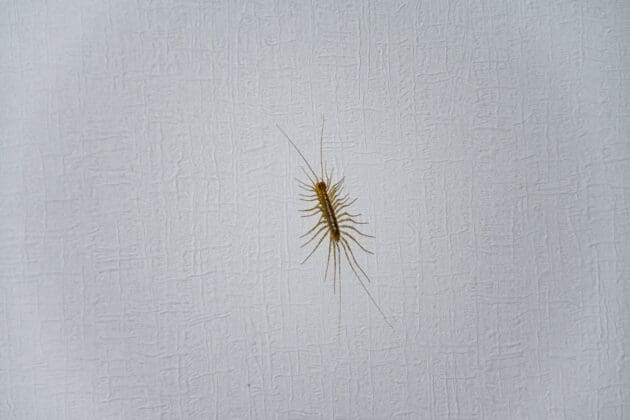 This Common House Bug Should Never Be Killed When Found Indoors