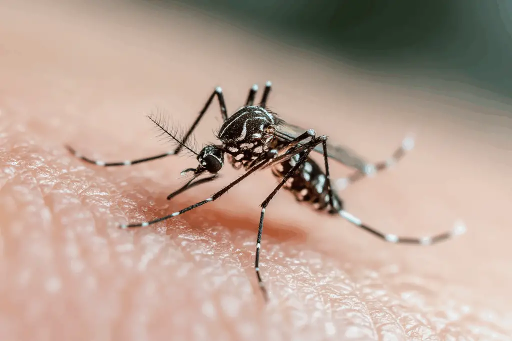 The Most Dangerous Mosquito Species On Earth