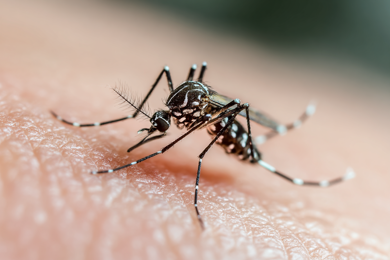 The Most Dangerous Mosquito Species On Earth