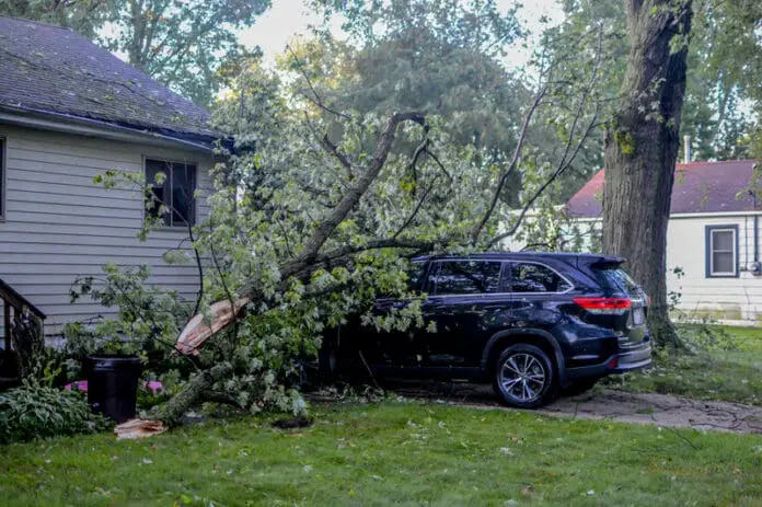 Why You Should Never Park Your Car Under This Tree